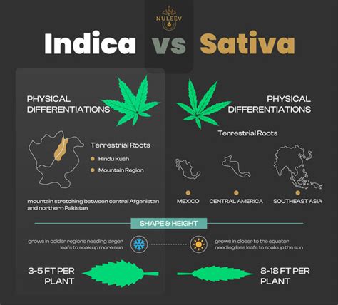 Difference Between Indica And Sativa Buds