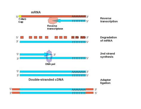 Difference Between Dna And Cdna At Toni Esser Blog