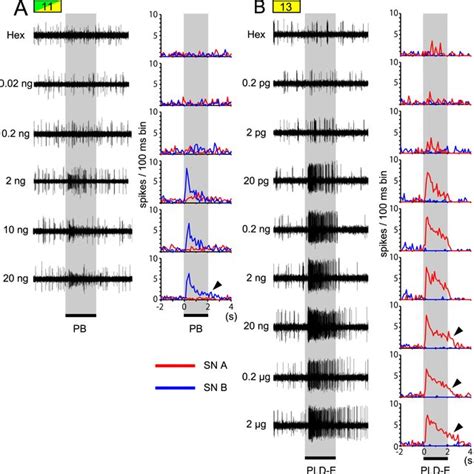 temporal activity patterns of sn a and sn b that respond to sex and