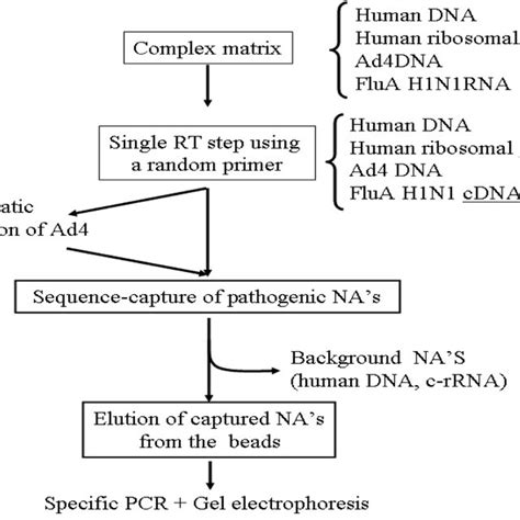 Schematic Representation Of The Protocol Used To Test The Simultaneous
