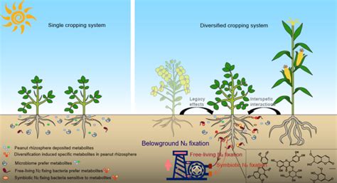 愈伤组织和胚状体如何区分? 上海路阳生物技术有限公司 愈伤组织和胚状体如何区分? 上海路阳生物技术有限公司