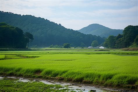녹색 여름 풍경 배경화면 바탕 화면 배경 화창한 날 사진 배경 일러스트 및 사진 무료 다운로드 Pngtree