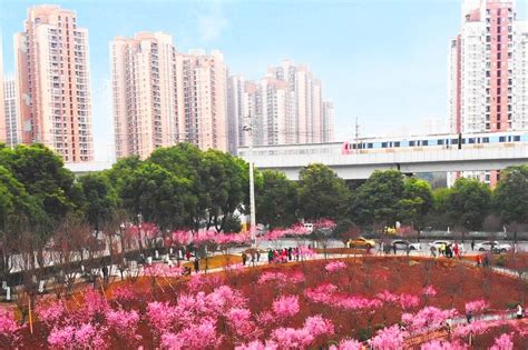 视频丨相约春天 乘坐重庆轨道交通看花海凤凰网视频凤凰网