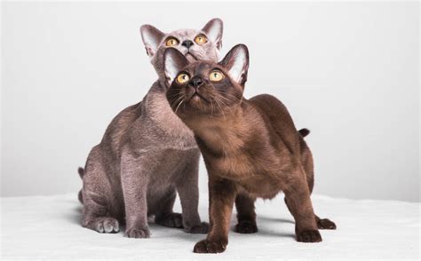 New Kitten Essentials Checklist 16 Things You Need Cat World