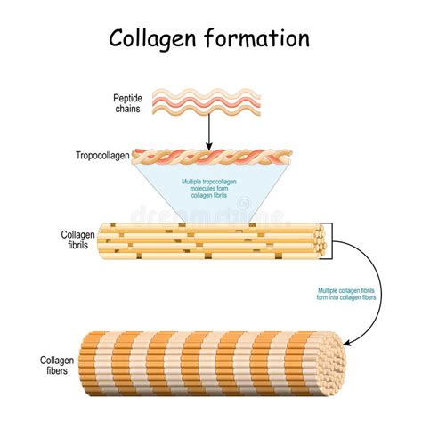Collagen Molecule Structure Of A Collagen Fibers Stock Vector Illustration Of Bone Collagen