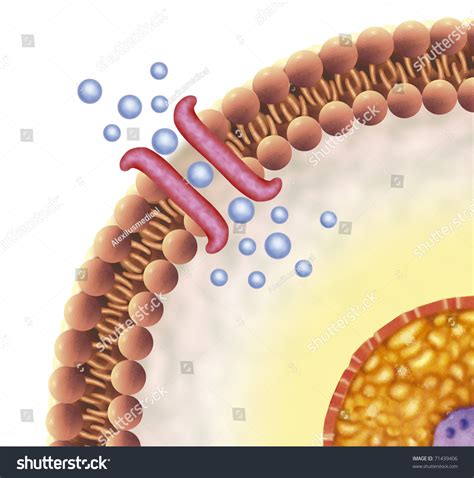 Human Cell Reception Human Cell Biology Photos And Images Shutterstock