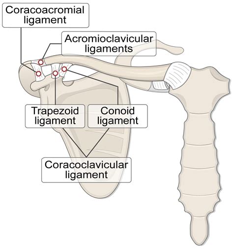 Clavicle Bone Quizzes Human Bio Media