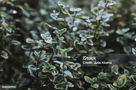 배경 이미지는 녹색입니다 자연스럽고 환경 친화적 인 자연 배경 행운의 녹색 잎의 질감 에메랄드 골드 자작 나무 껍질 0명에 대한 스톡 사진 및 기타 이미지 Istock