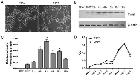 Overexpression Of Twist In 293 Cells A Morphology Of 293 Cells