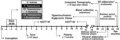 Schematic Showing The Temporal Sequence Of Experimental Procedures In Download Scientific