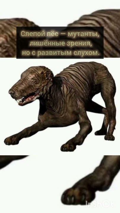 сталкер слепой пёс - YouTube