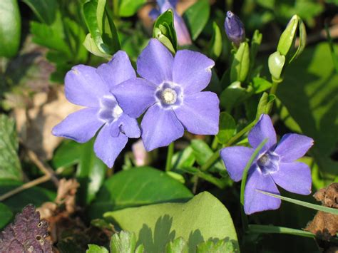 What Is Periwinkle 48 Colors
