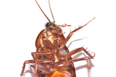 Cockroach Pictures Nyc Bronx Brooklyn Queens And Long Island City