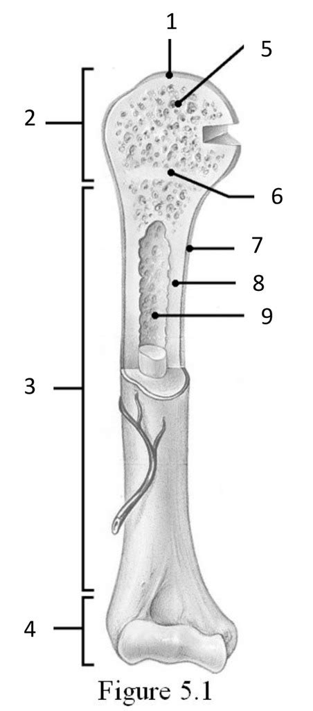 A P Skeletal System Diagram Quizlet