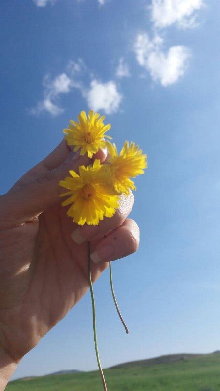 استوری گل دخترونه خفن در اینستاگرام 20729 پروفایل گرام