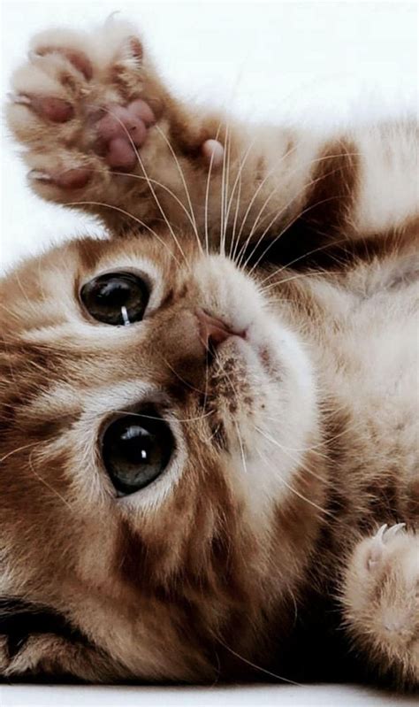 Incredible Compilation Of Over 999 Adorable Kitten Pictures