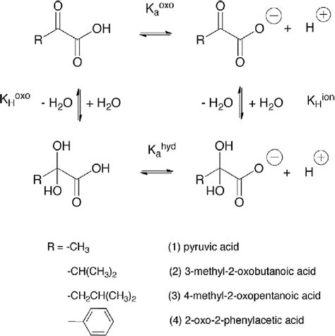 Scheme 1 Ionization And Hydration Equilibria Of Various A Keto Acids