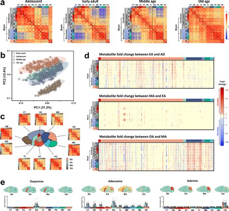 Impact Of Aging On The Mouse Brain Metabolome A Correlation Matrices