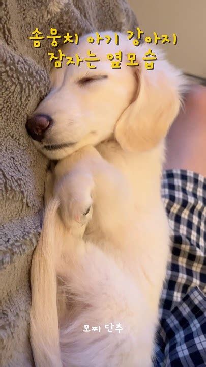 솜뭉치 아기 강아지 잠자는 옆모습 닥스훈트 Youtube