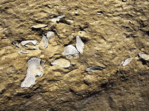 Fossilized Seashell Fossilize Rock Fossilization Photo Background And