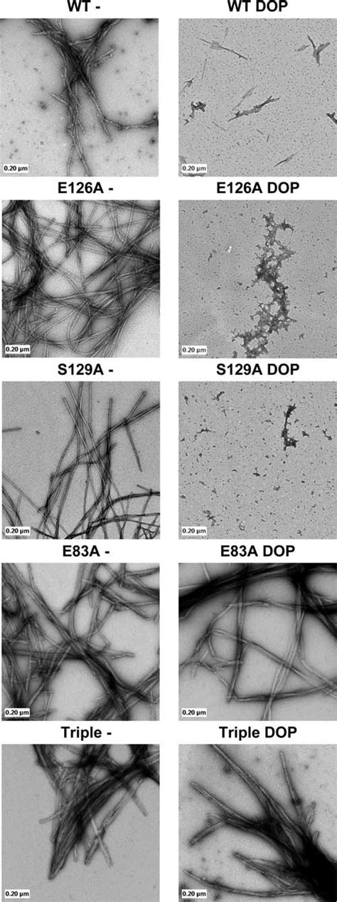 Figure S1 Structural Models A Clustering Of The 3062 Nmr Structure Download Scientific