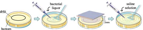 schematic of the steps of the sterilization experiments download
