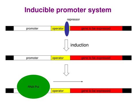 Promoter