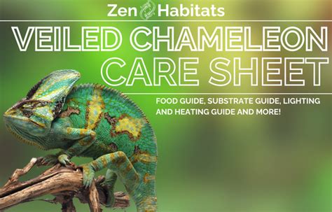 Veiled Chameleon Color Chart