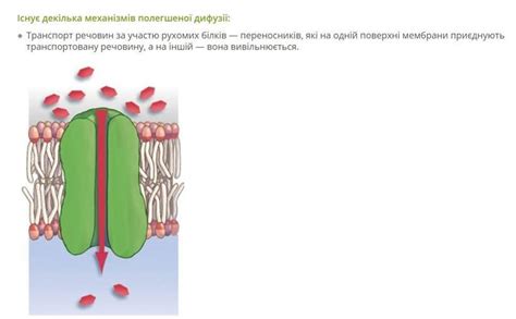 Презентація Структура еукаріотичної клітини клітинна мембрана цитоплазма