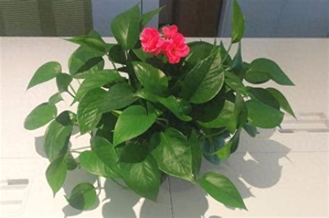 绿萝开花 ，你不知道的真相