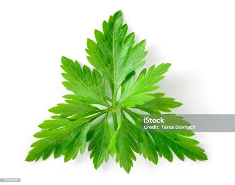 파슬리는 고립되었다 파슬리 잎 배경 파슬리는 흰색 배경에 상단 뷰를 남깁니다 평면 디자인 피사계 심도 0명에 대한 스톡 사진 및 기타 이미지 Istock