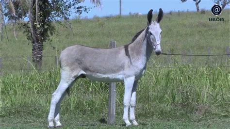 Lote 77 Jumento Berolo Youtube