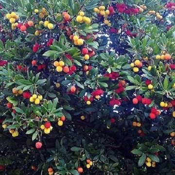 Strawberry Tree Seeds Arbutus Unedo Purchase And Sowing