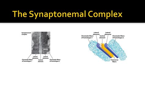 Ppt Chapter 2 Cellular Reproduction And Model Genetic Organisms