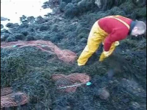 Winter Work Hand Harvesting Bladderwrack Seaweed Youtube