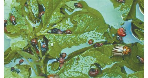 Точният коктейл за борба с болестите и вредителите с по малко пестициди Български Фермер