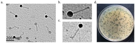 Genomic And Phenotypic Characterization Of Cutibacterium Acnes