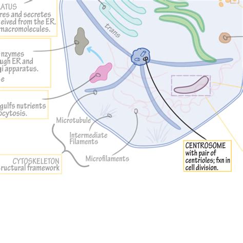 Biochemistry Glossary Centrosome Ditki Medical And Biological Sciences