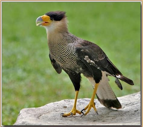 Crested Caracara Southern Crested Caracara Caracara Plancus