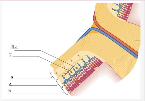 Neuroscience Diagram Quizlet