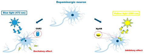 Optogenetics Applications At Evie Wynyard Blog