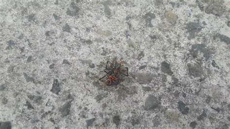 Австралийска черна вдовица Latrodectus Haseltii Youtube