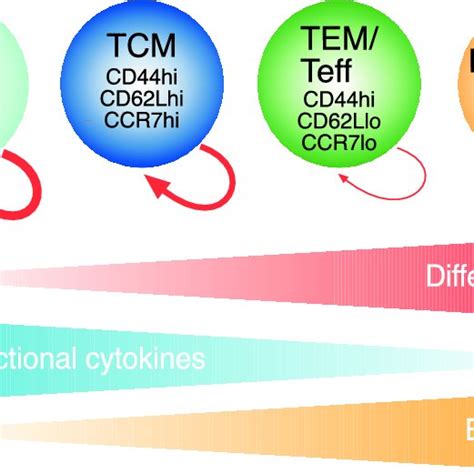 Memory Cell Subsets Display Distinct Properties Memory CD4 And CD8 T Download Scientific