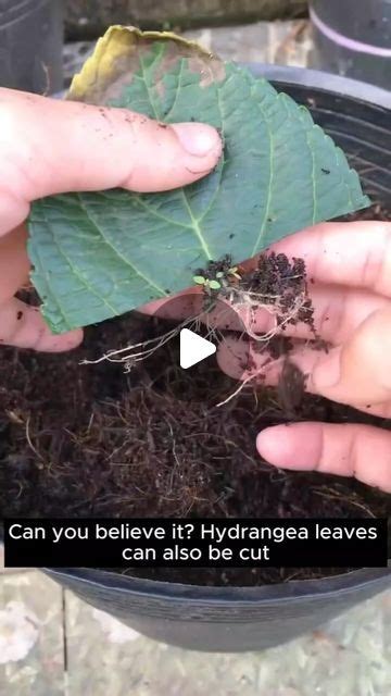 On Instagram Hydrangeaflower Hydrangeapropagation Hydrangealove