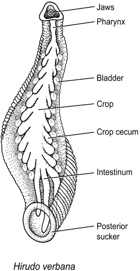 Leech Cross Section Labeled