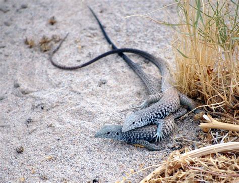 Teiidae Merritt College Herpetology