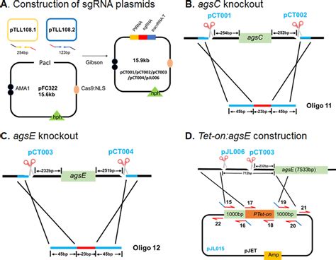 Construction Of Sgrna Plasmids A To Delete Agsc B And Agse C And