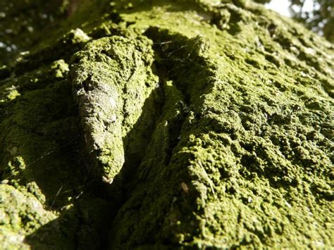 Free Picture Old Green Grunge Tree Bark