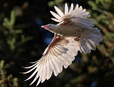 Rare White Albinoleucistic Crow Flying High Quality Giclee Print Etsy