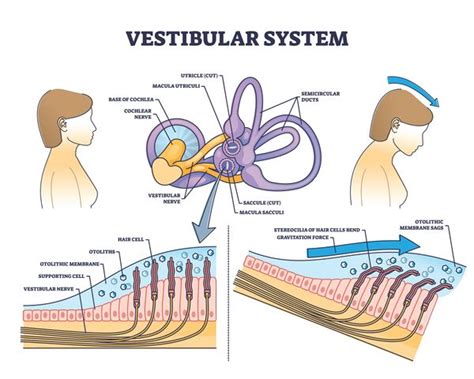 Sensory Integration Physiopedia